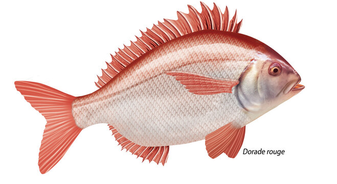 "Dorade Box"-Bilder: Stock-Fotos & -Videos. | Adobe Stock