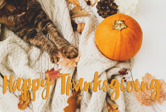 Cat Thanksgiving Wallpaper