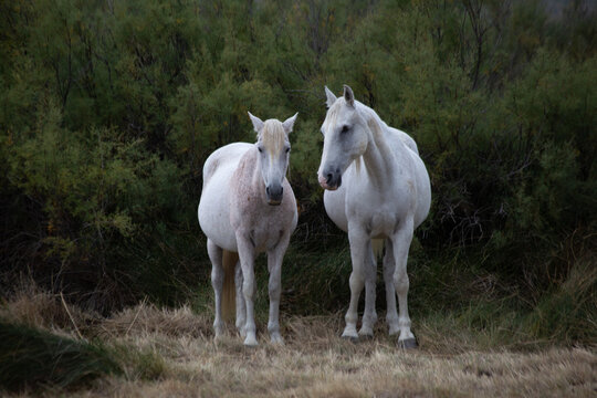 Chevalin bilder – Bläddra bland 6,610 stockfoton, vektorer och videor ...