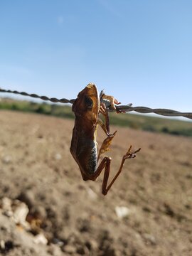 "Dead Frog" Images – Browse 54 Stock Photos, Vectors, and Video | Adobe Stock