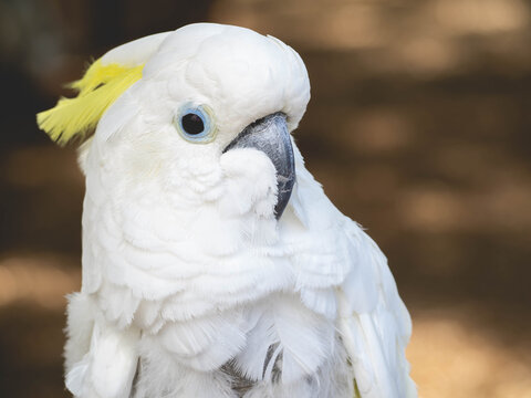 White Parrotlet
