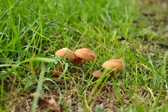 Braunkappe Bilder – Durchsuchen 250,905 Archivfotos, Vektorgrafiken und ...