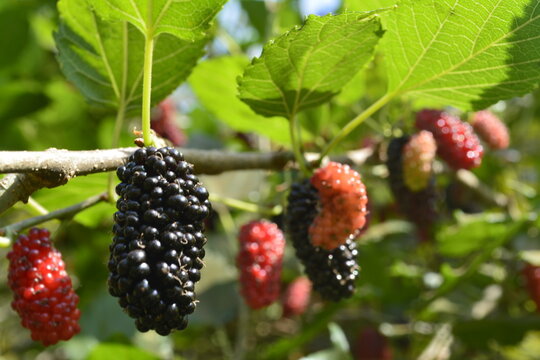 Amora-Silvestre Images – Browse 245 Stock Photos, Vectors, and Video ...