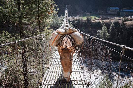 Eselsbrücke Bilder – Durchsuchen 699 Archivfotos, Vektorgrafiken und ...