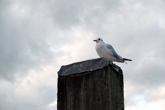 Soliden Images – Browse 21 Stock Photos, Vectors, and Video | Adobe Stock
