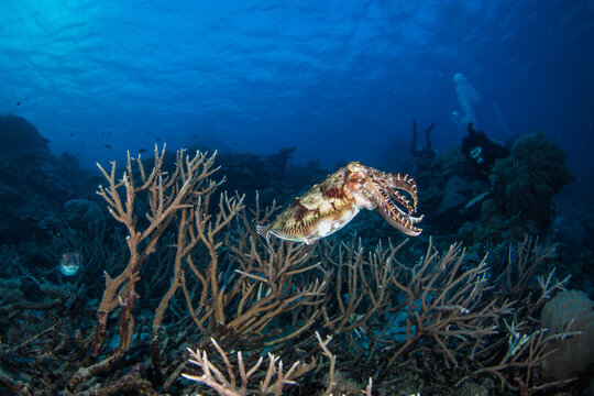 Jemma Craig photos, images, assets | Adobe Stock