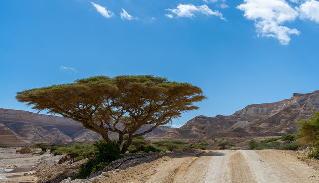 Acacia Tree Israel Images – Browse 1,743 Stock Photos, Vectors, and ...