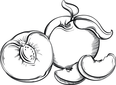 Peach Clipart Black And White