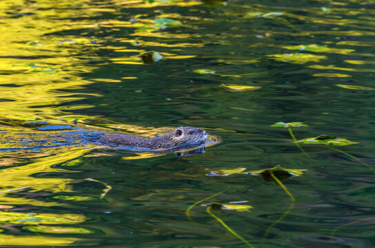 Musophobia Bilder – Durchsuchen 127 Archivfotos, Vektorgrafiken und ...