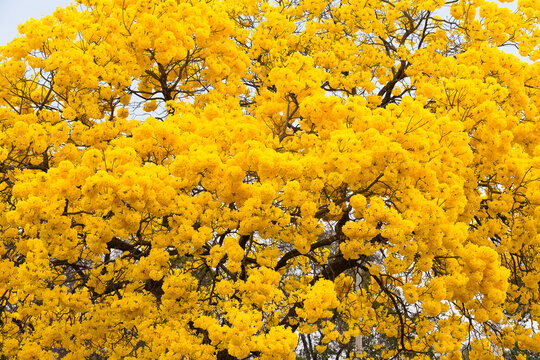 Araguaney bilder – Bläddra bland 1,071 stockfoton, vektorer och videor ...