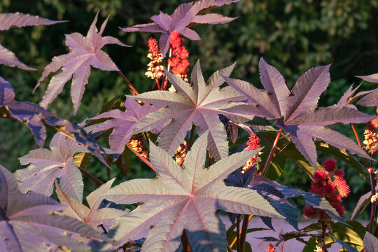 Rizinusstrauch Bilder – Durchsuchen 794 Archivfotos, Vektorgrafiken und ...