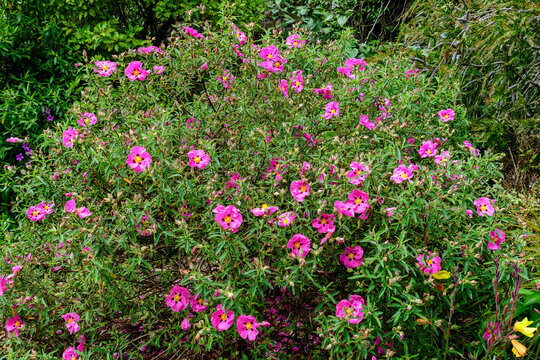 รูปภาพRockrose – เลือกดูภาพถ่ายสต็อก เวกเตอร์ และวิดีโอ3,126 | Adobe Stock