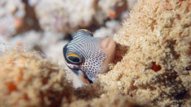 Puffer Fish Images – Browse 30,644 Stock Photos, Vectors, and Video ...