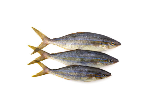 "Rainbow Runner" Images – Browse 942 Stock Photos, Vectors, and Video ...