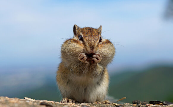 Cute Chipmunk Cheeks
