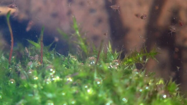 "Freshwater Algae" Images – Browse 116 Stock Photos, Vectors, and Video ...