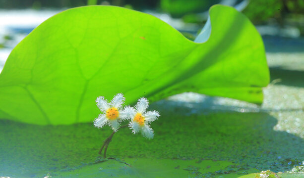 Nymphoides Images – Browse 989 Stock Photos, Vectors, and Video | Adobe Stock