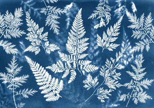 Cyanotype 이미지 – 찾아보기 4,926 스톡 사진, 벡터 및 비디오 | Adobe Stock