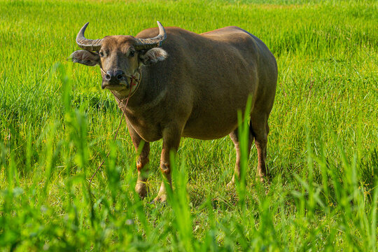 รูปภาพCarabao – เลือกดูภาพถ่ายสต็อก เวกเตอร์ และวิดีโอ4,890 | Adobe Stock