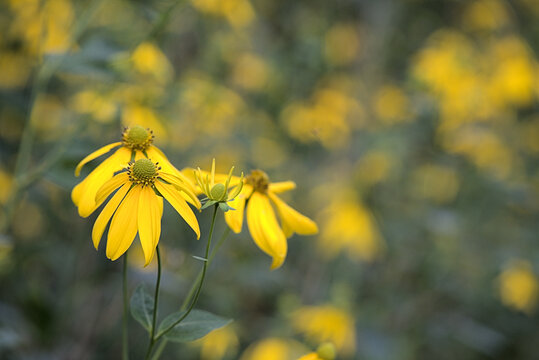Susan Bilder – Durchsuchen 7,995 Archivfotos, Vektorgrafiken und Videos ...
