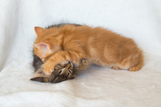 Chahuter Images – Parcourir 797 le catalogue de photos, vecteurs et ...