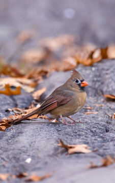 "Female Cardinal" Images – Browse 286 Stock Photos, Vectors, and Video ...