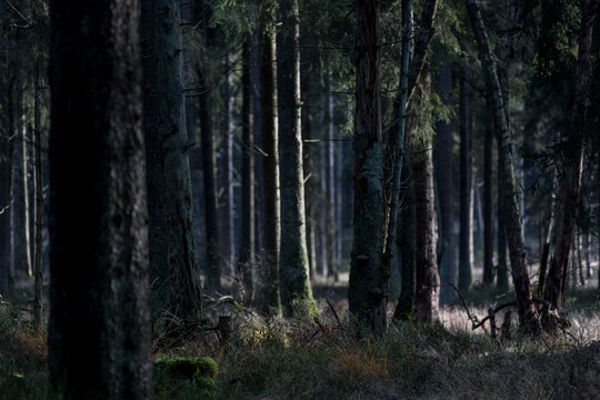 รูปภาพ"Old Forest" – เลือกดูภาพถ่ายสต็อก เวกเตอร์ และวิดีโอ2,461 ...