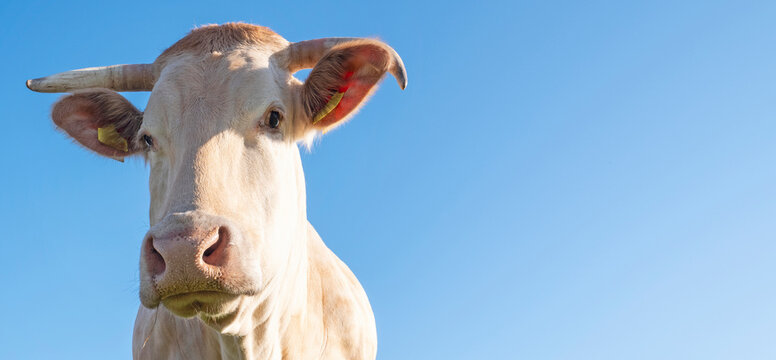 Docility Bilder – Durchsuchen 439 Archivfotos, Vektorgrafiken und ...