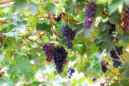 "Cluster Of Grapes" Images – Browse 1,044 Stock Photos, Vectors, and ...