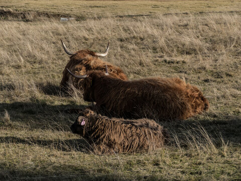 รูปภาพ"Scottish Cattle" – เลือกดูภาพถ่ายสต็อก เวกเตอร์ และวิดีโอ358 ...
