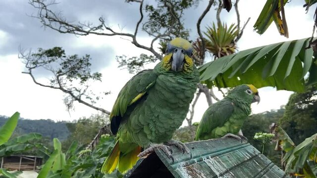 Parot Video Footage – Browse 19,828 HD Stock Video and Footage | Adobe ...