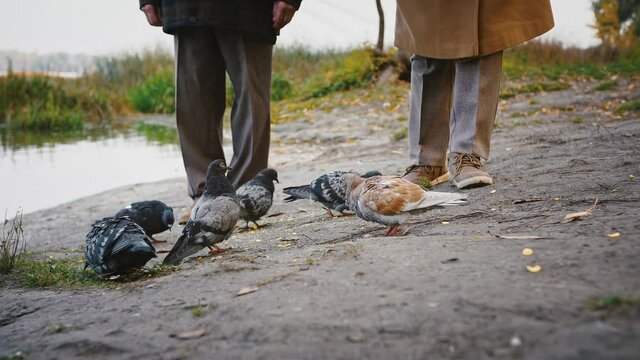 "Feeding Pigeon" Images – Parcourir 178 le catalogue de photos ...