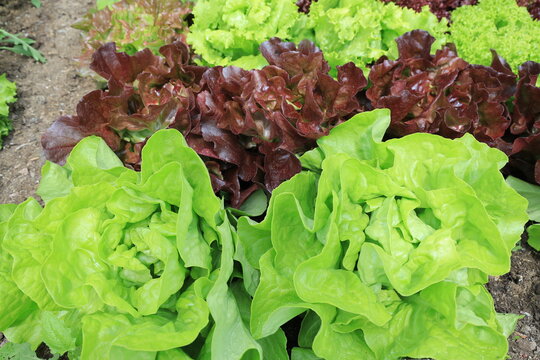 Eichblatt Images – Browse 229 Stock Photos, Vectors, and Video | Adobe ...