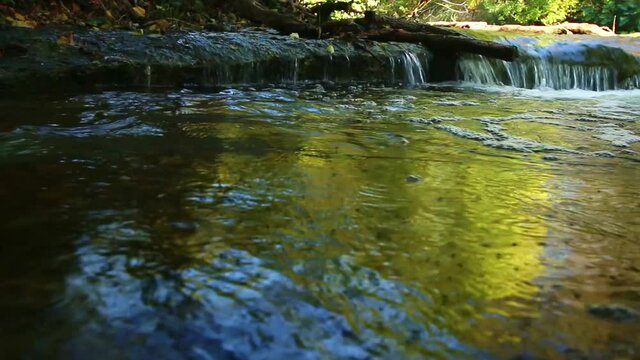 "Water Bugs" Images – Browse 7,042 Stock Photos, Vectors, and Video ...