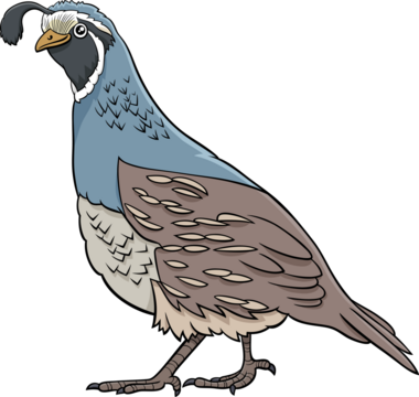 Quail Clipart
