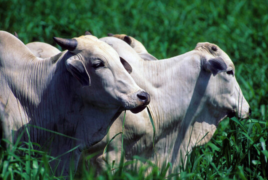 "Beef Cattle" Bilder – Durchsuchen 19,631 Archivfotos, Vektorgrafiken ...