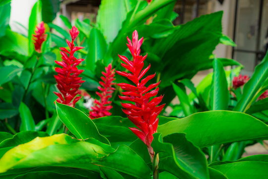 Teuila Flower Symbolism | Best Flower Site