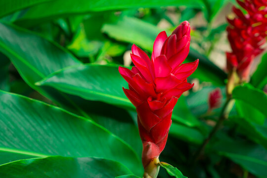 Teuila Flower Symbolism | Best Flower Site