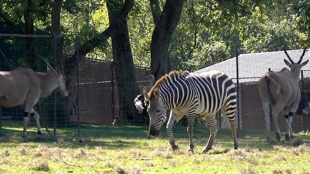 "Giant Eland" Images – Browse 179 Stock Photos, Vectors, and Video ...