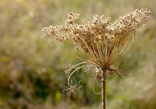 Afbeeldingen over Baldach – Blader in stockfoto's, vectoren en video's ...