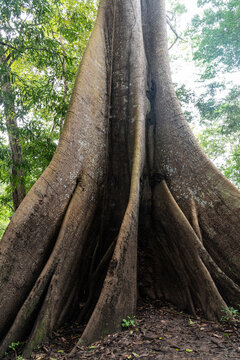 Sumauma Imagens – Procure 45 fotos, vetores e vídeos | Adobe Stock