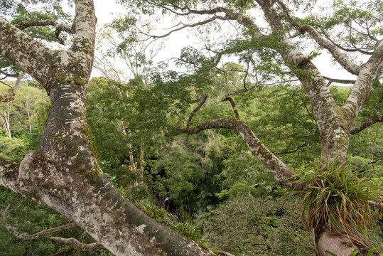 Sumauma Images – Browse 60 Stock Photos, Vectors, and Video | Adobe Stock