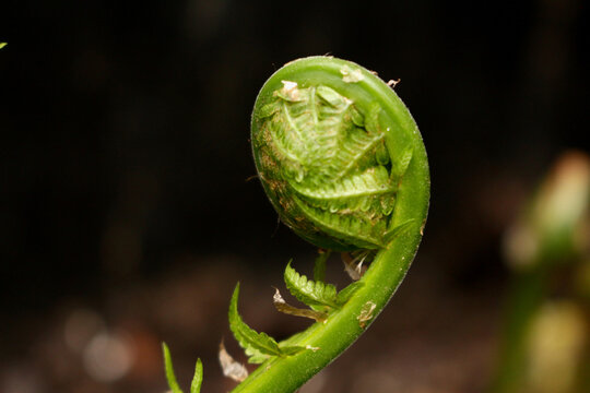 รูปภาพFiddlehead – เลือกดูภาพถ่ายสต็อก เวกเตอร์ และวิดีโอ4,966 | Adobe ...