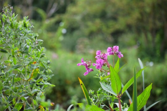 Snapweed Bilder – Durchsuchen 320 Archivfotos, Vektorgrafiken und ...