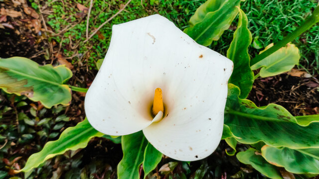 Cartucho bilder – Bläddra bland 509 stockfoton, vektorer och videor ...