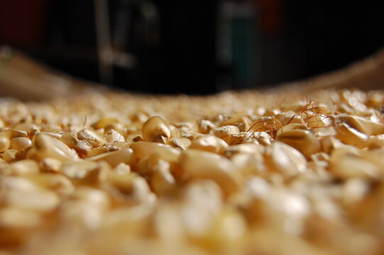 Desgranado 이미지 – 찾아보기 22 스톡 사진, 벡터 및 비디오 | Adobe Stock