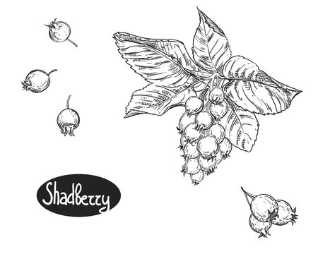 Juneberry Images – Browse 3,458 Stock Photos, Vectors, and Video ...