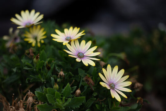 Preciosidad Images – Browse 1,040 Stock Photos, Vectors, and Video ...