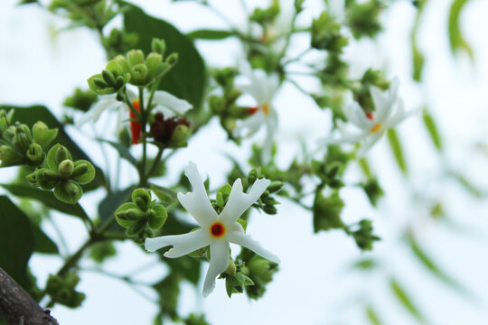 รูปภาพParijat – เลือกดูภาพถ่ายสต็อก เวกเตอร์ และวิดีโอ711 | Adobe Stock