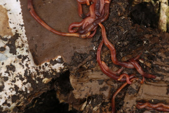 Red Worms Images – Browse 56,668 Stock Photos, Vectors, and Video ...